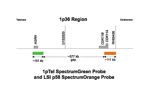 Vysis FISH Chromosome Search - Chromosome 1 | Abbott Molecular