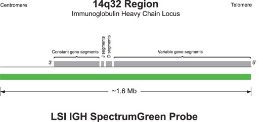 Vysis FISH Chromosome Search - Chromosome 14 | Abbott Molecular