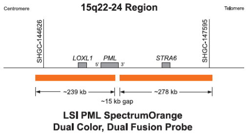 Vysis FISH Chromosome Search - Chromosome 15 | Abbott Molecular