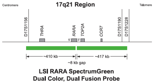 Vysis FISH Chromosome Search - Chromosome 15 | Abbott Molecular