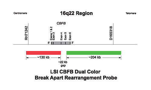 Vysis FISH Chromosome Search - Chromosome 16 | Abbott Molecular