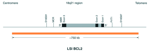 Vysis FISH Chromosome Search - Chromosome 18 | Abbott Molecular