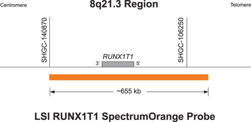 Vysis FISH Chromosome Search - Chromosome 21 | Abbott Molecular