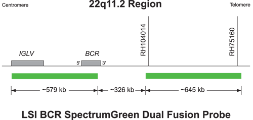 Vysis FISH Chromosome Search - Chromosome 22 | Abbott Molecular